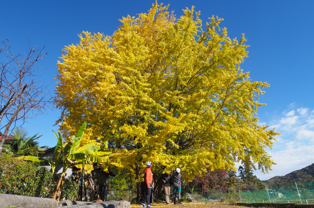 【埼玉県】秩父地域の大自然を満喫1泊2日65㎞コース《PR》 - TABIRIN（たびりん）